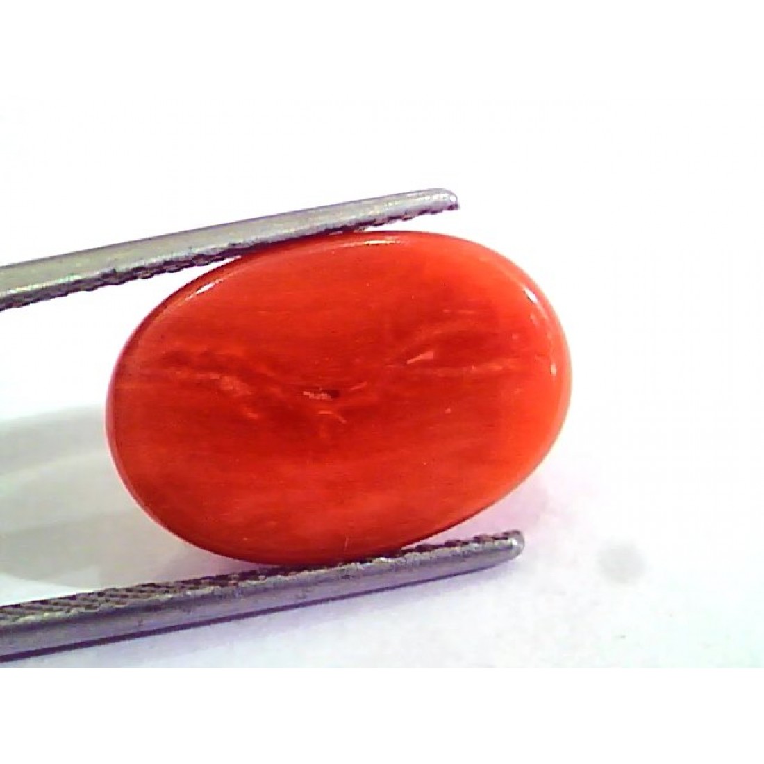 7.80 Carat Natural Italian Red Coral Moonga Gemstone AAAA