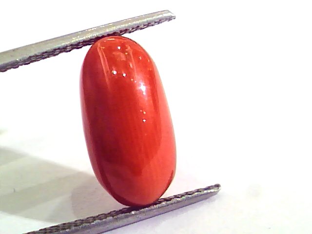 6.22 Carat Natural Italian Red Coral Moonga Gemstone AAAA