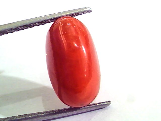 8.67 Carat Natural Italian Red Coral Moonga Gemstone AAAA
